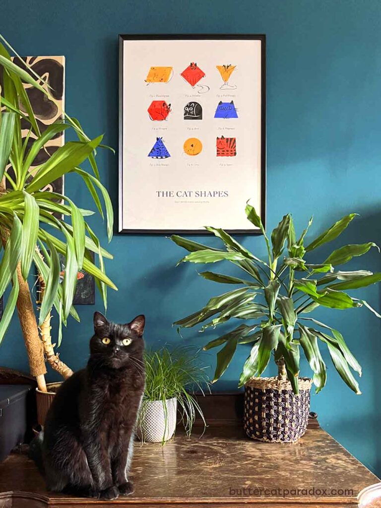 Homepage - Buttercat Paradox